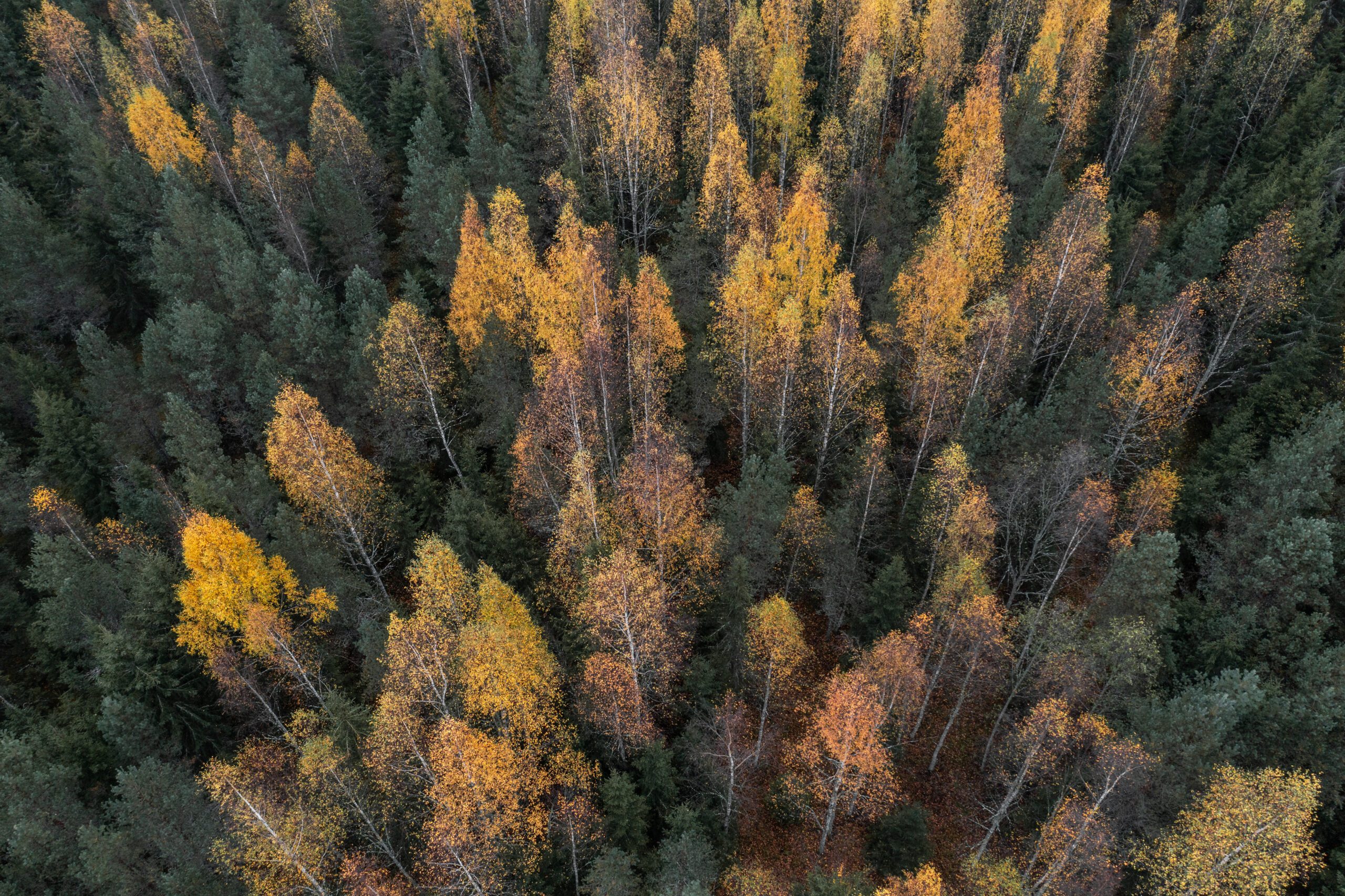 Great Places to See Fall Foliage Near Denver - Pros Local Blog